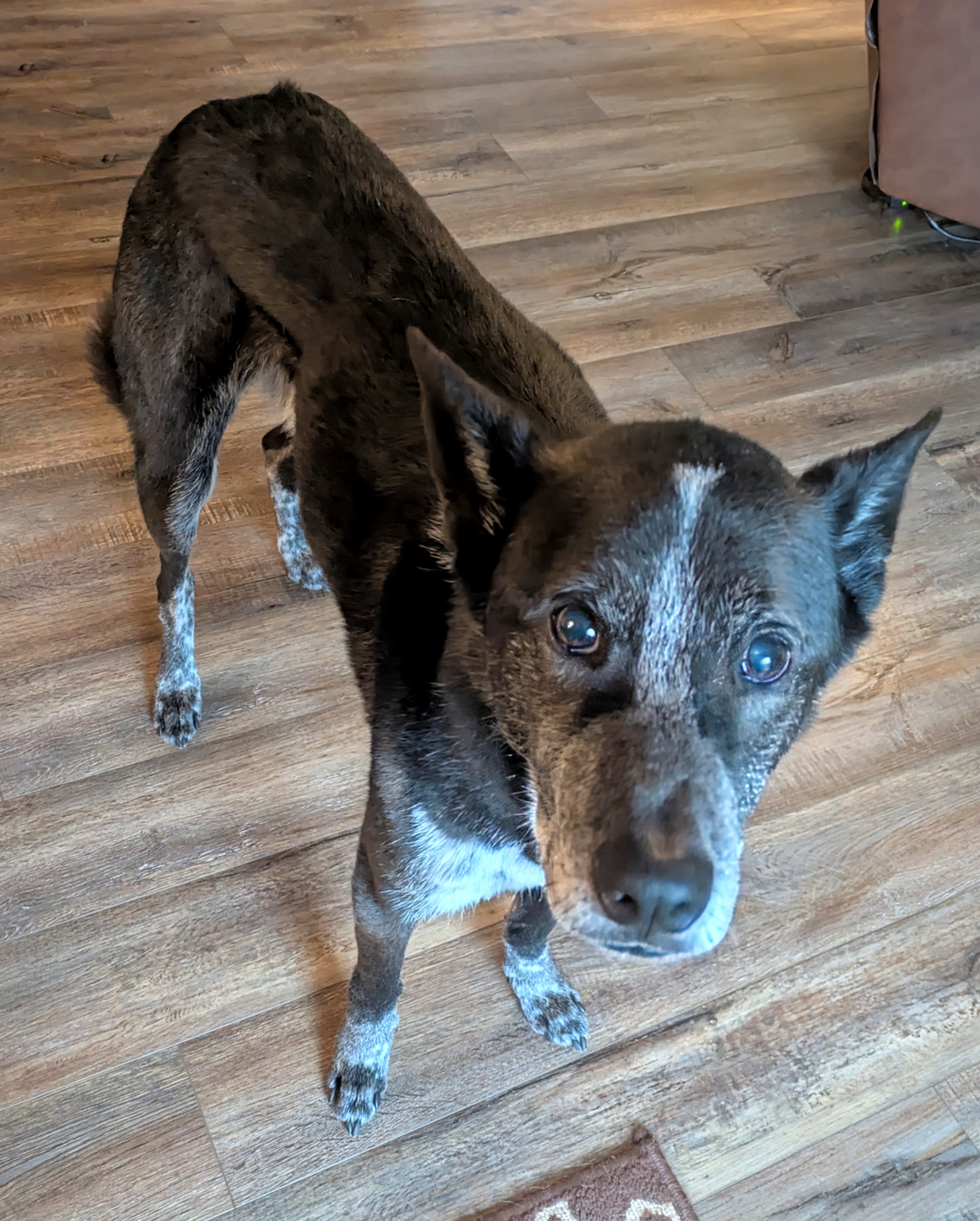 Duke • Old Dog Haven