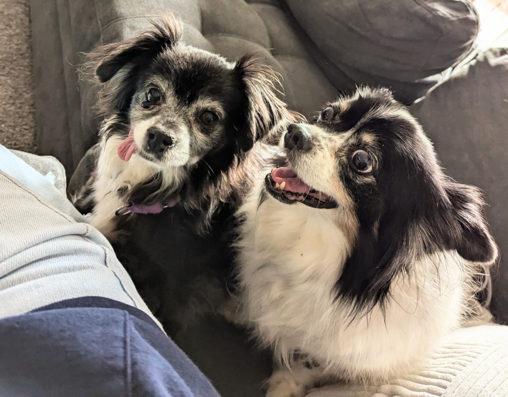 Kaylee and Angel • Old Dog Haven