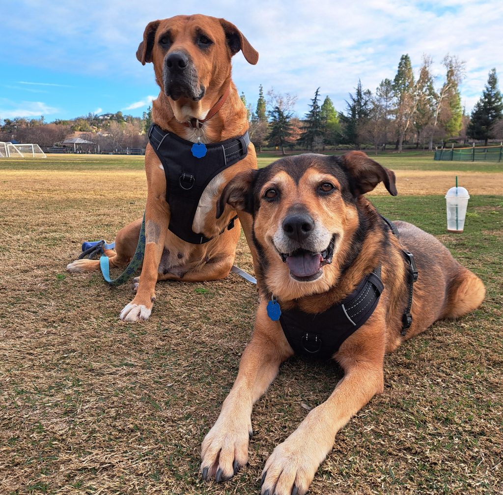 Koko and Shadow • Old Dog Haven