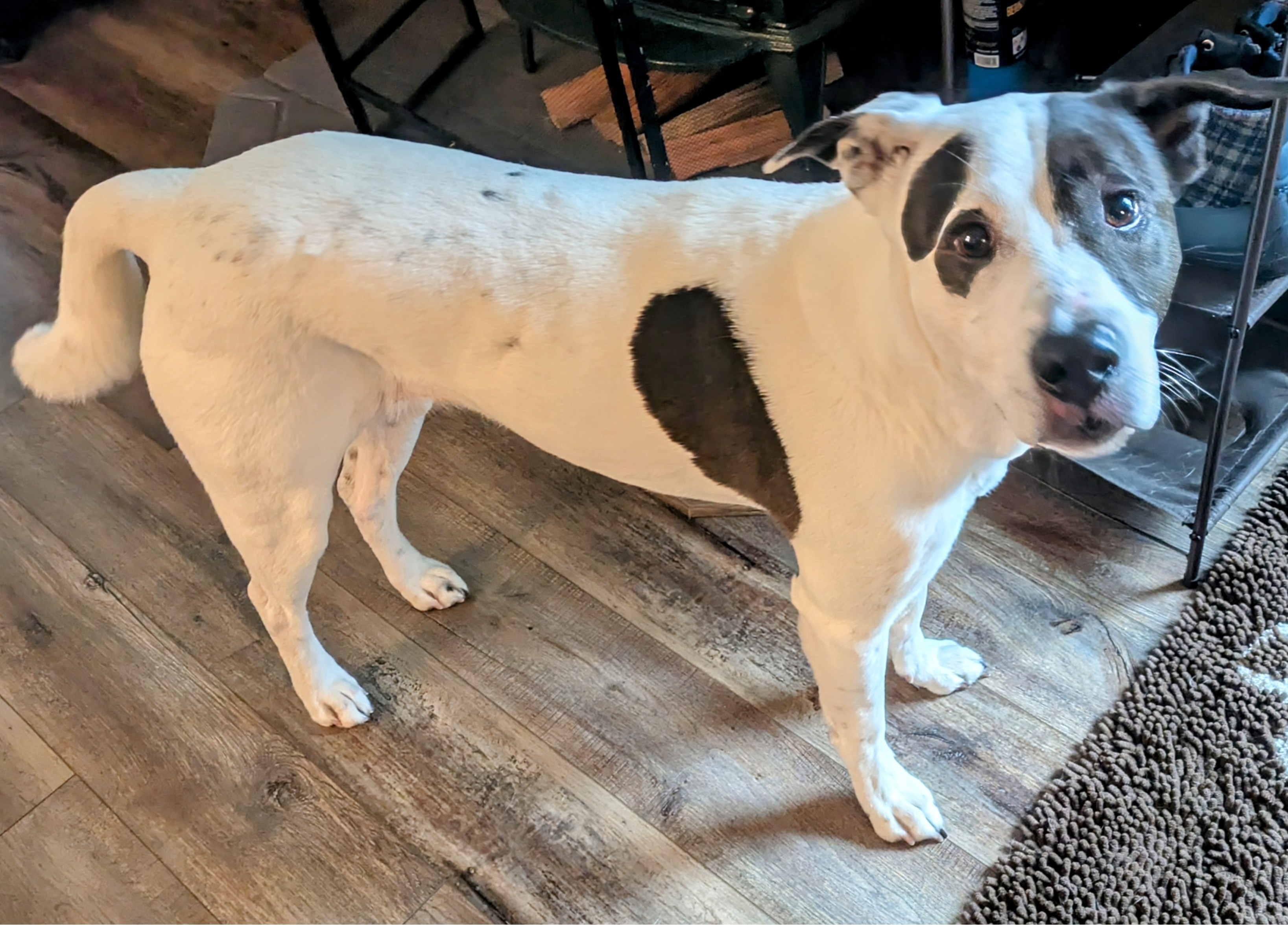 Molly • Old Dog Haven