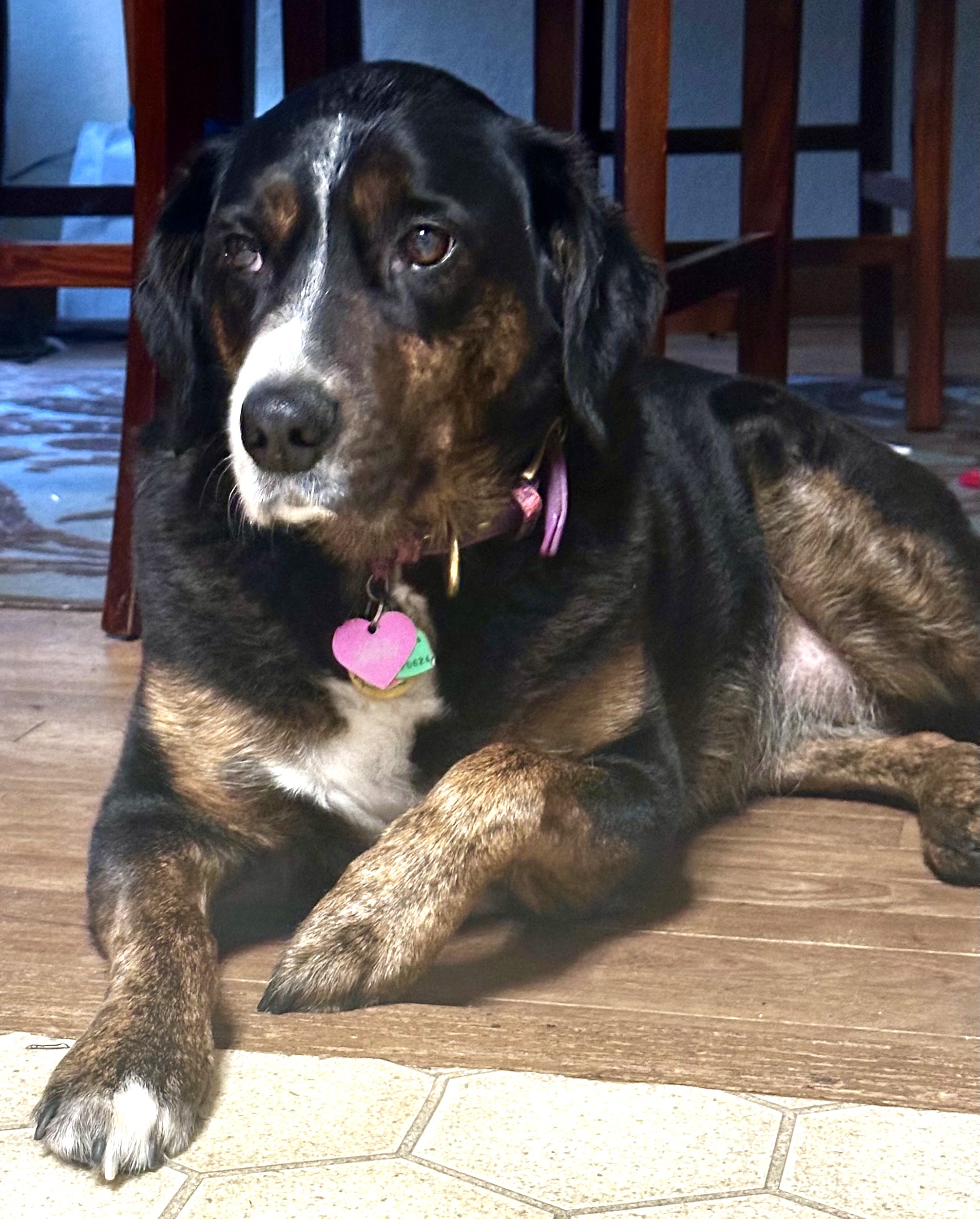 Nova • Old Dog Haven