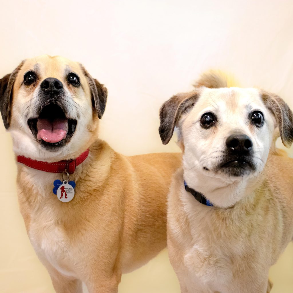 Willy and Duke • Old Dog Haven