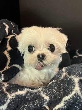 Clara • Old Dog Haven