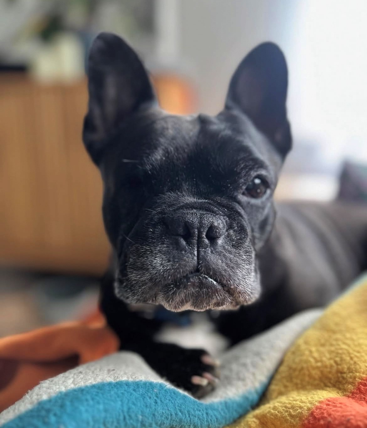 Fiona • Old Dog Haven