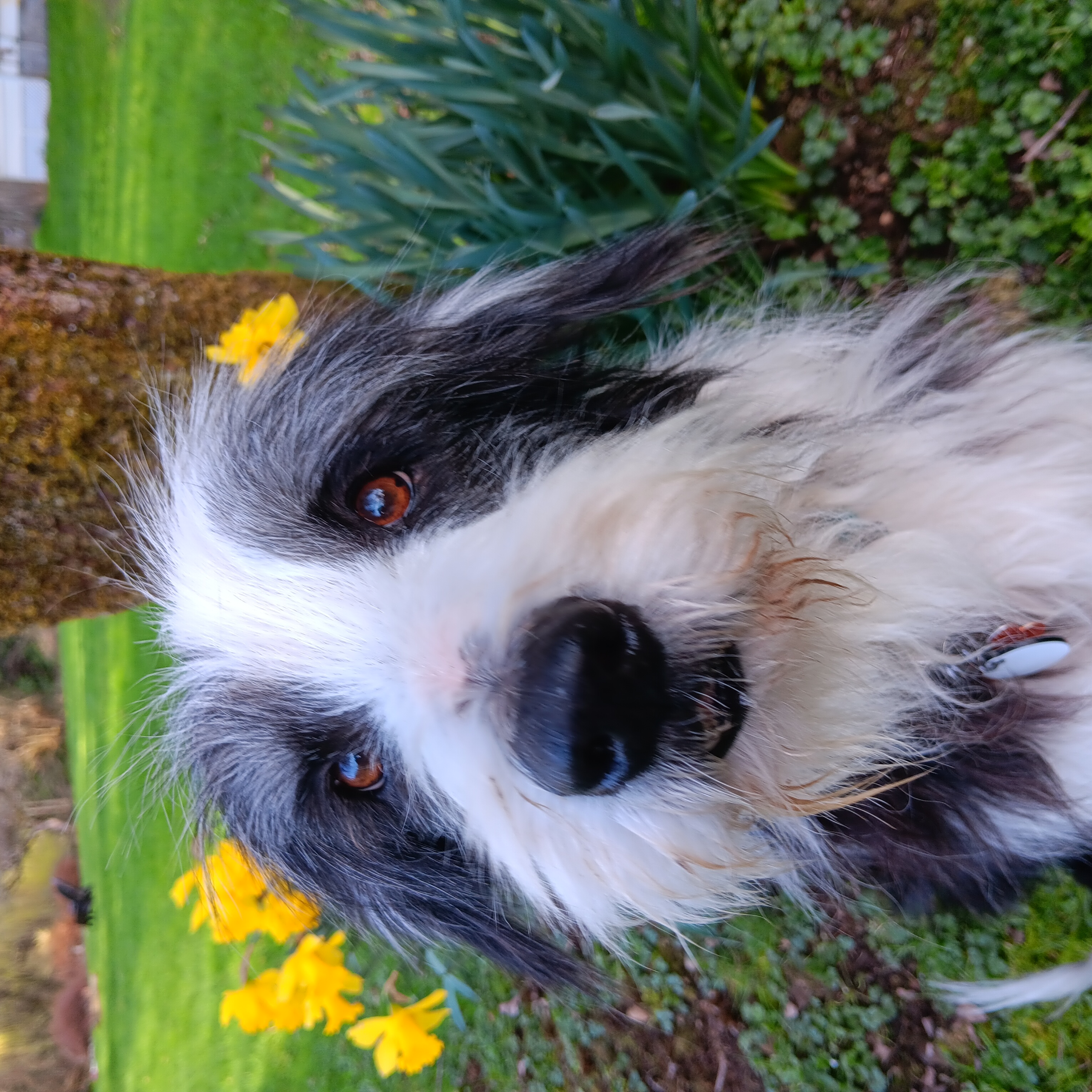Harper • Old Dog Haven