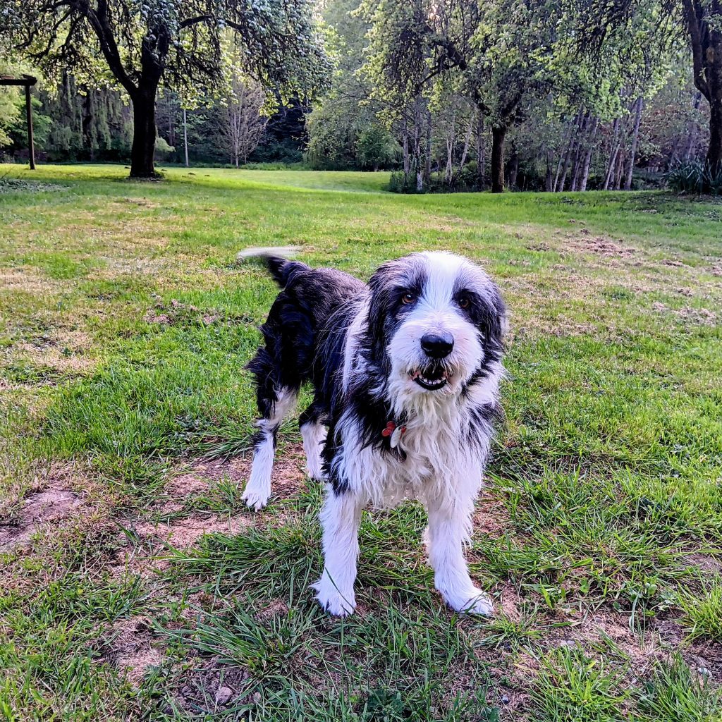 Harper • Old Dog Haven
