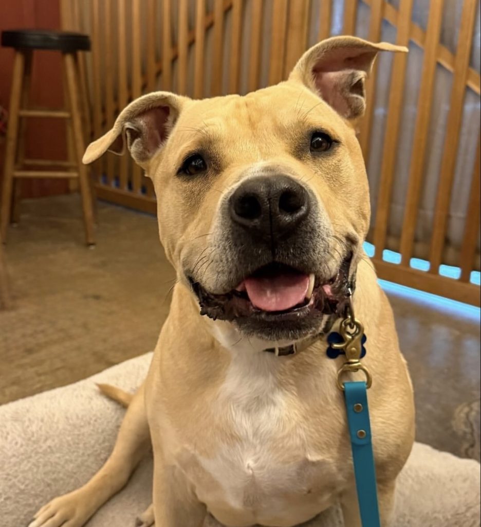 Swayze • Old Dog Haven