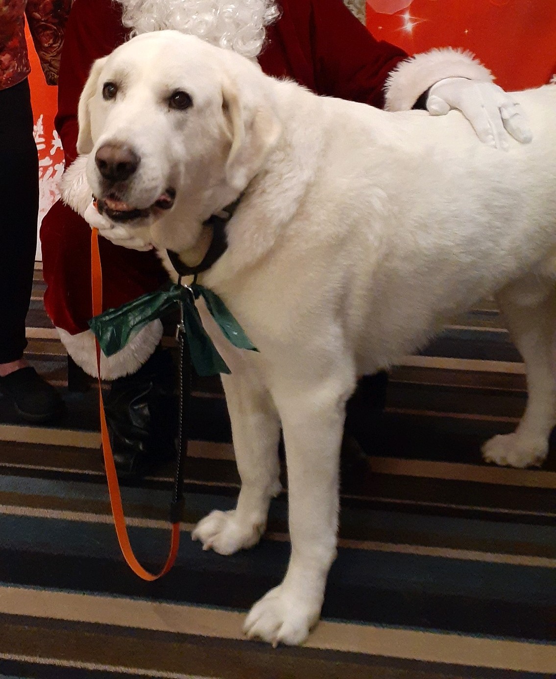 Duke • Old Dog Haven