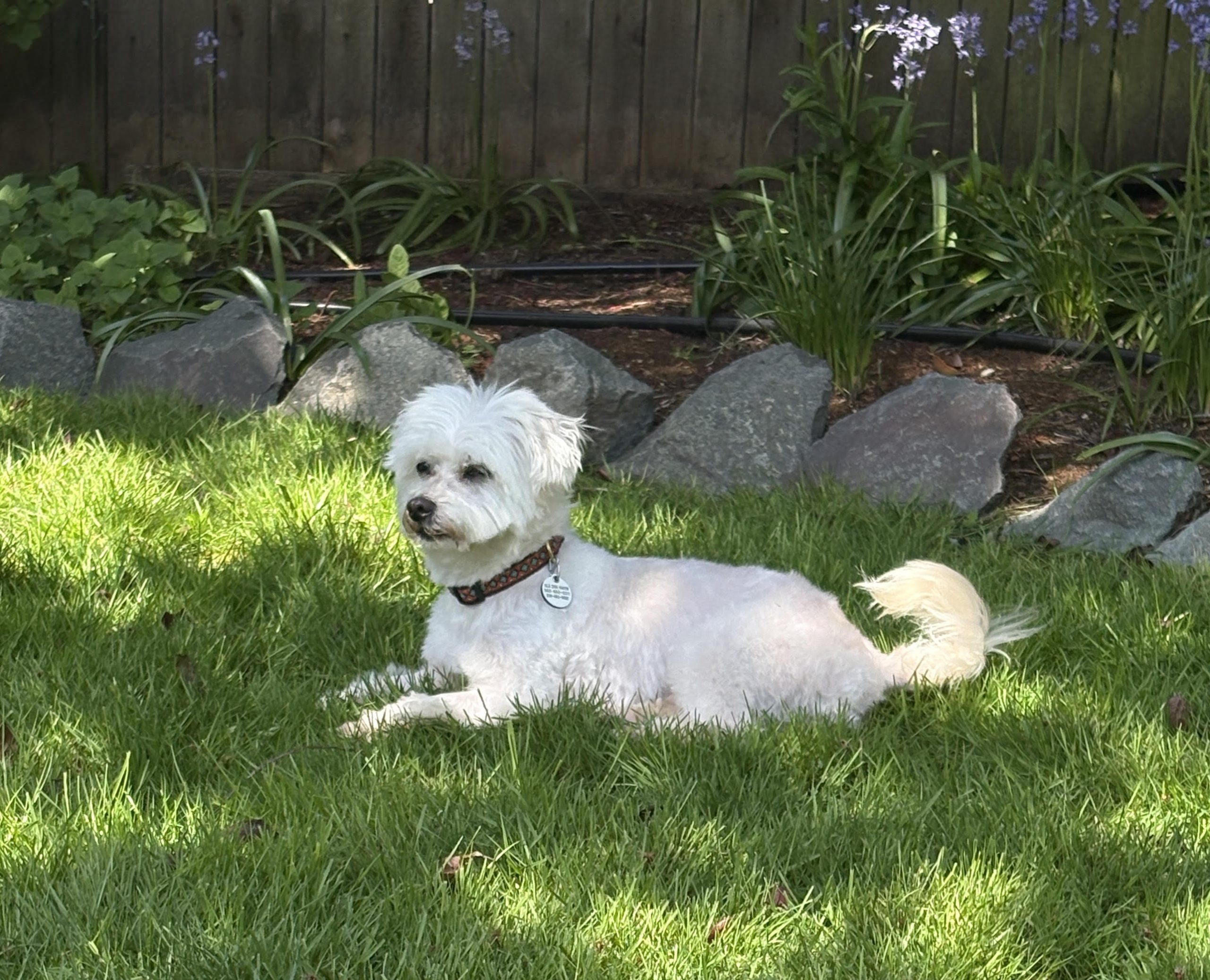 Quincy • Old Dog Haven