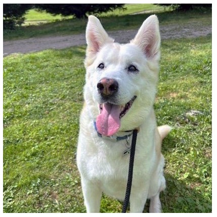 Yuki • Old Dog Haven