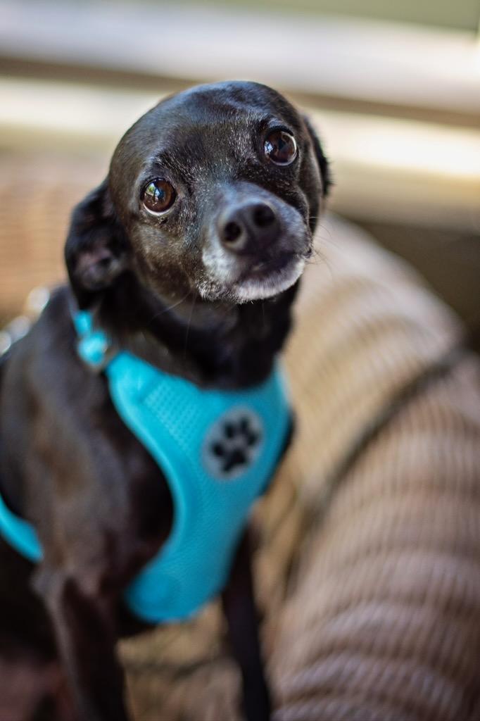 Jasper • Old Dog Haven