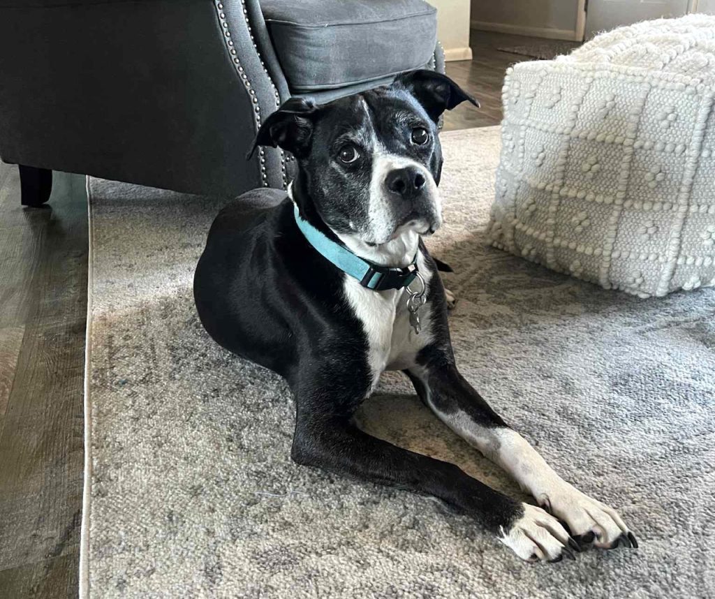 Roxy • Old Dog Haven