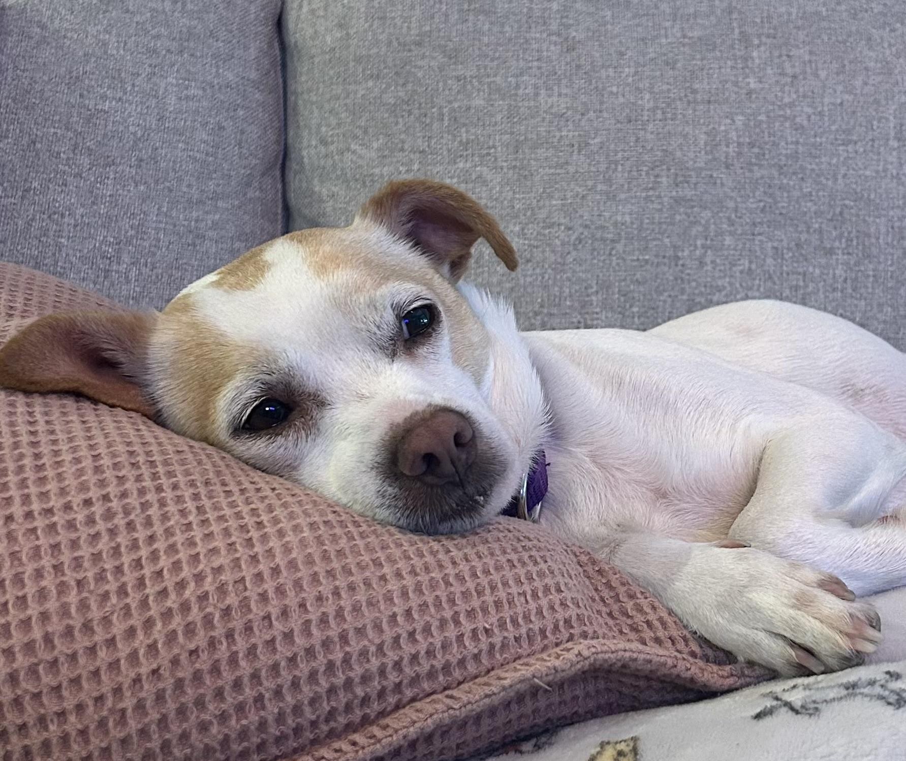 Jasmine • Old Dog Haven