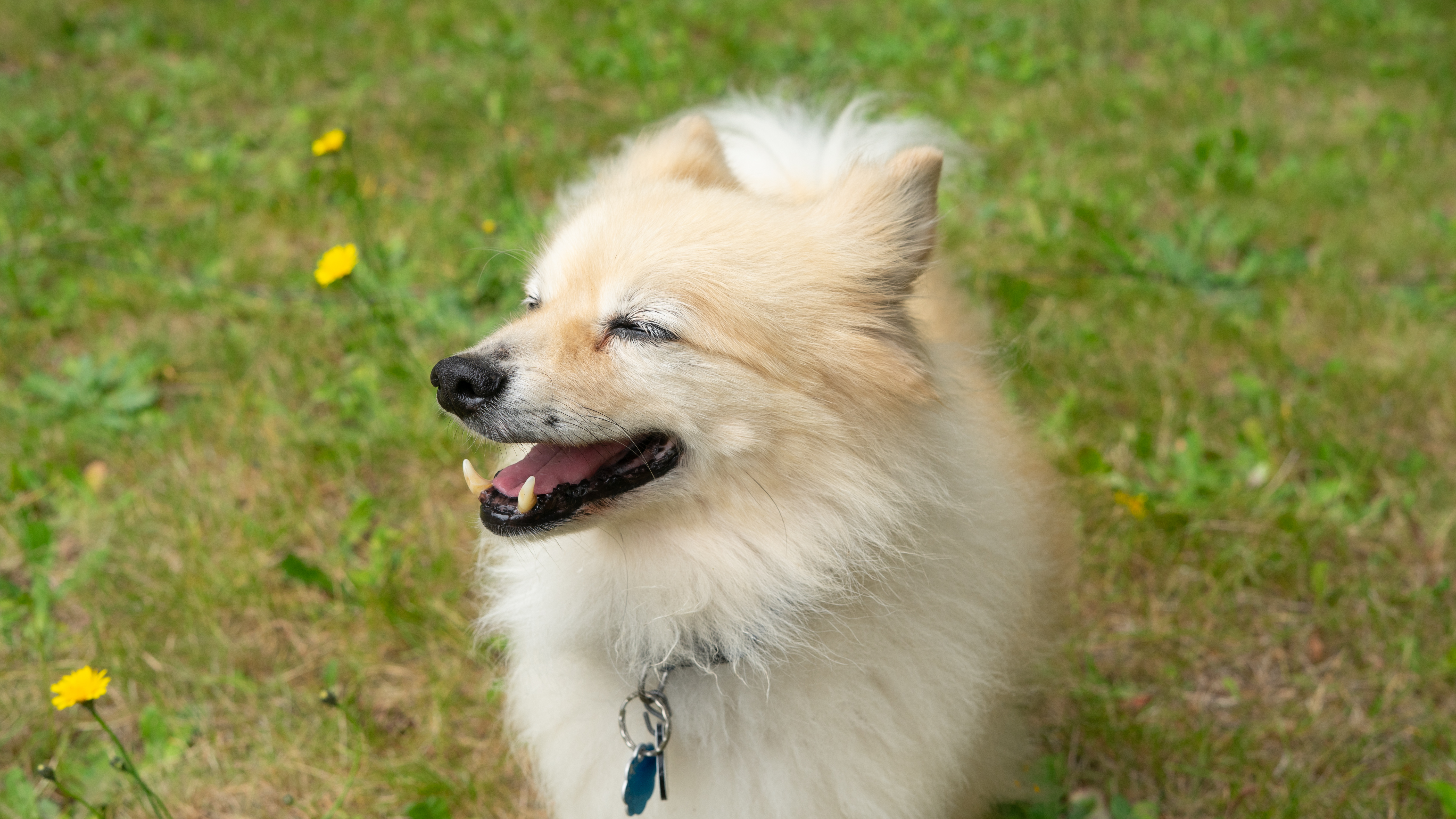 Simba • Old Dog Haven