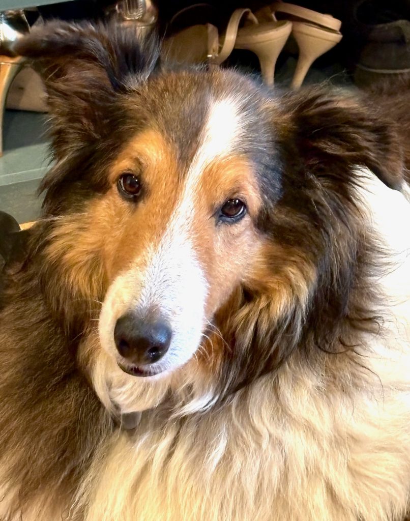 Charlie • Old Dog Haven