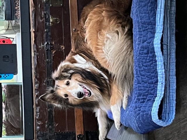 Casey • Old Dog Haven