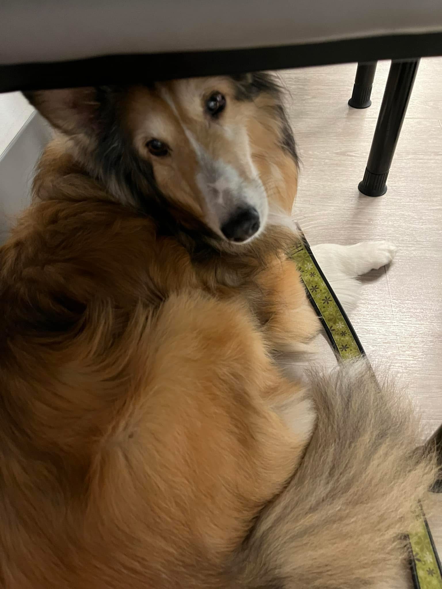 Casey • Old Dog Haven