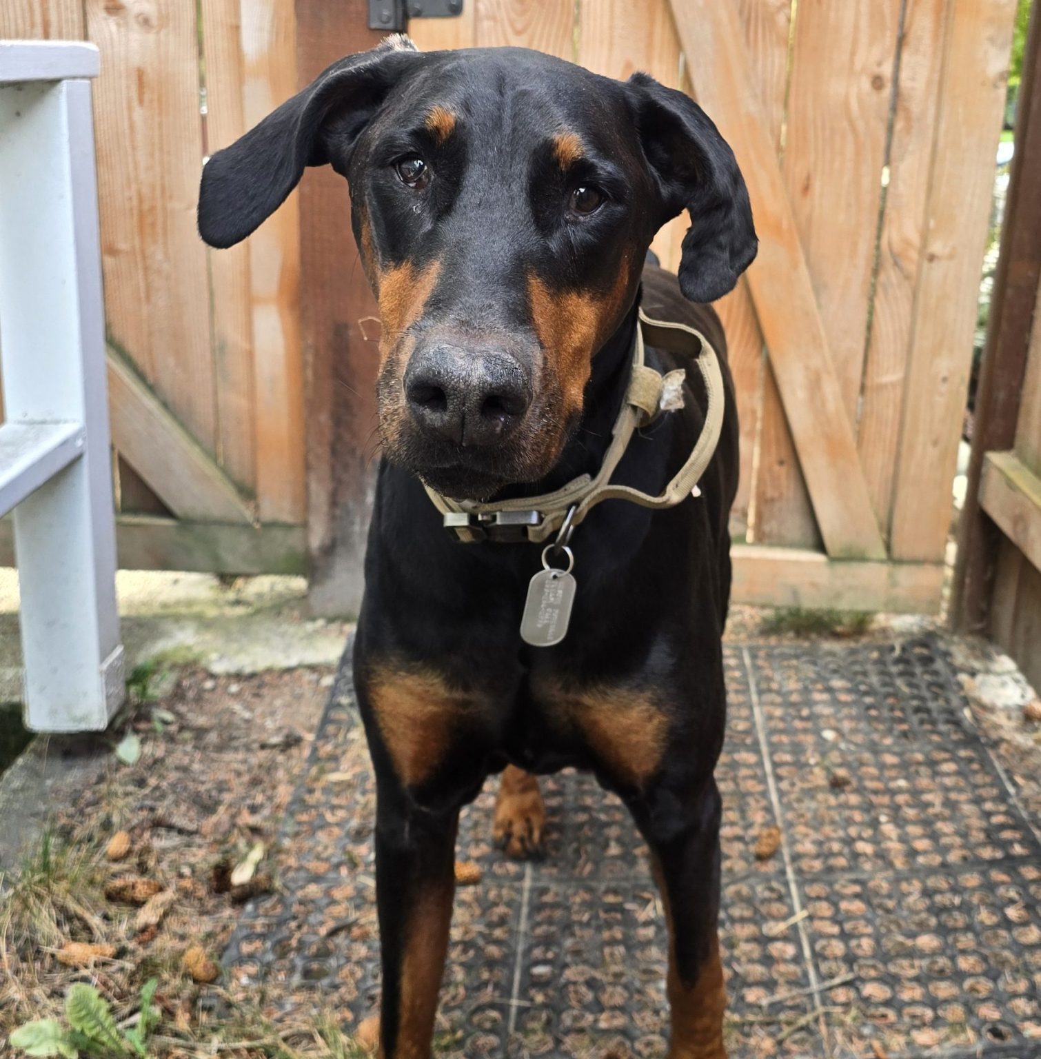 Apollo • Old Dog Haven