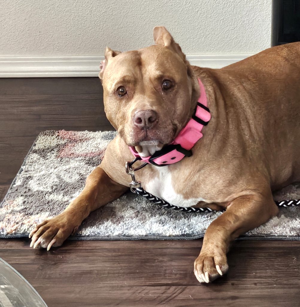 Bailey • Old Dog Haven