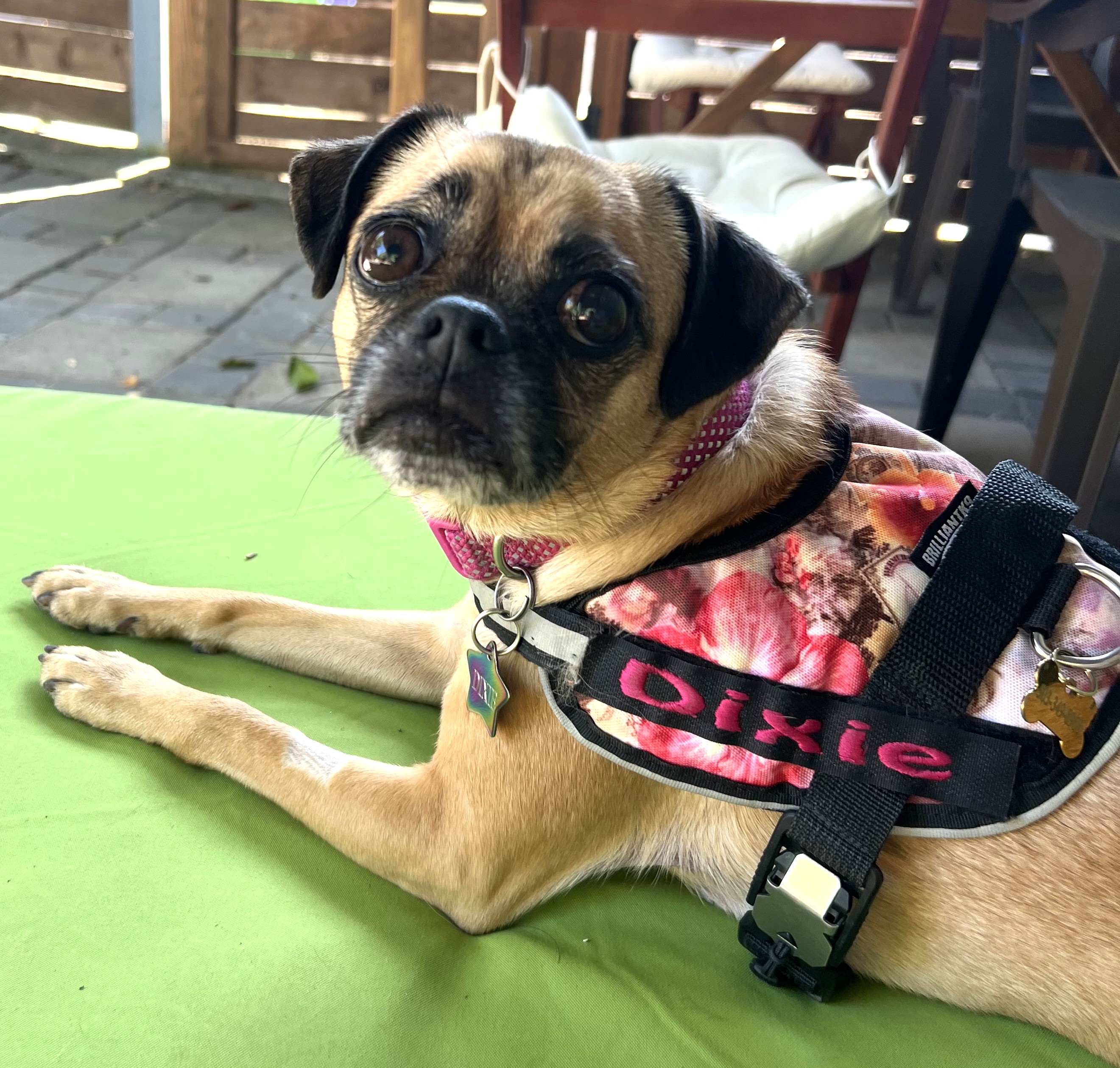 Dixie • Old Dog Haven