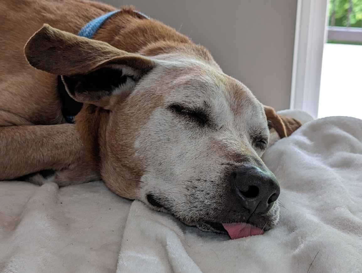 Jasper • Old Dog Haven