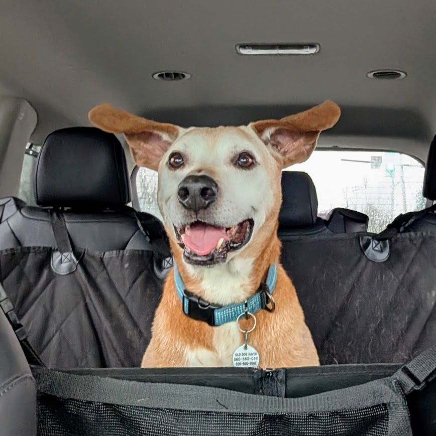 Jasper • Old Dog Haven