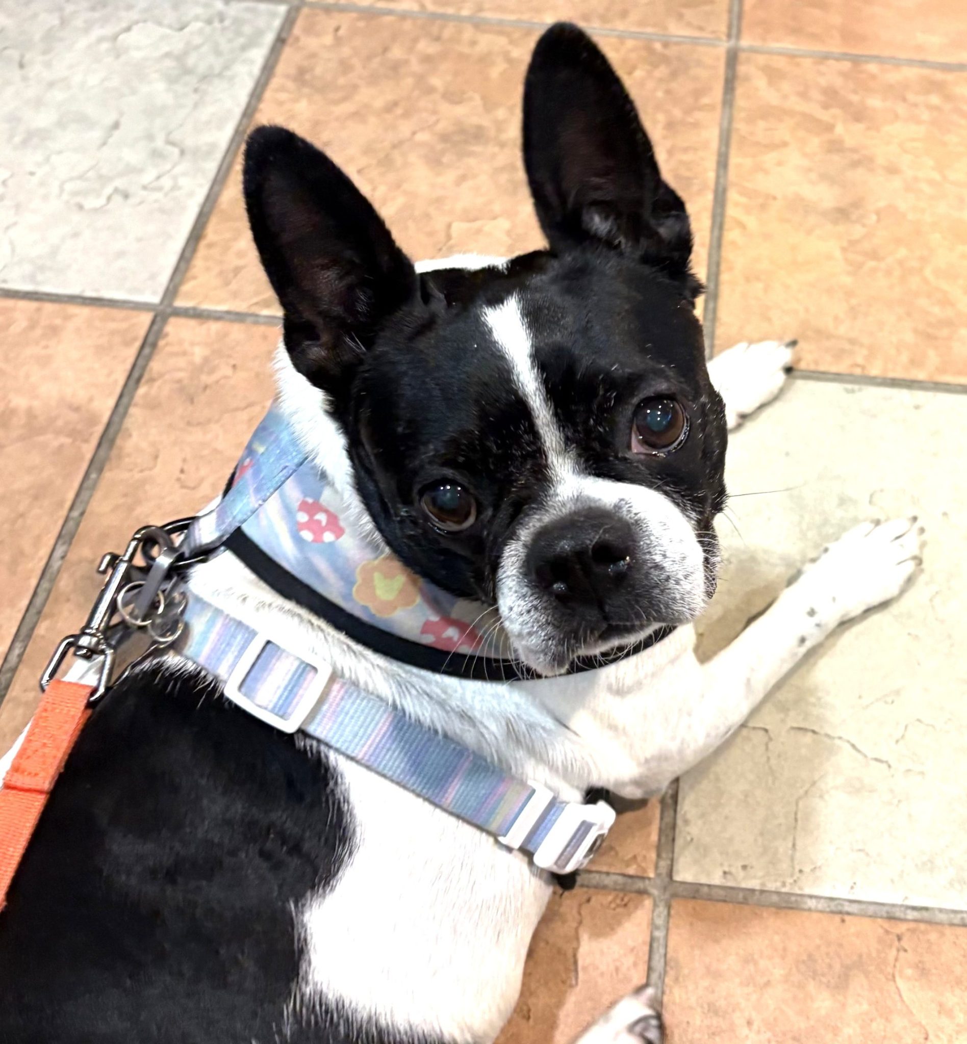 Rosie • Old Dog Haven