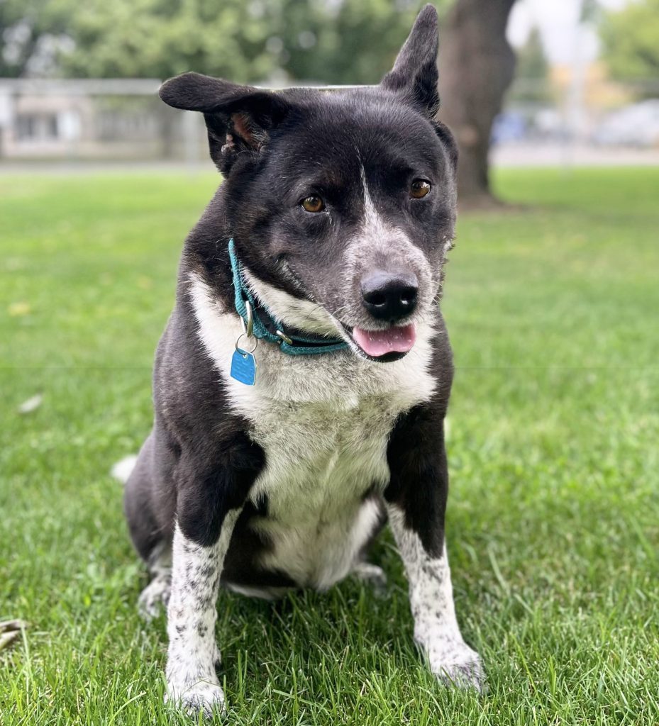 Roxie • Old Dog Haven