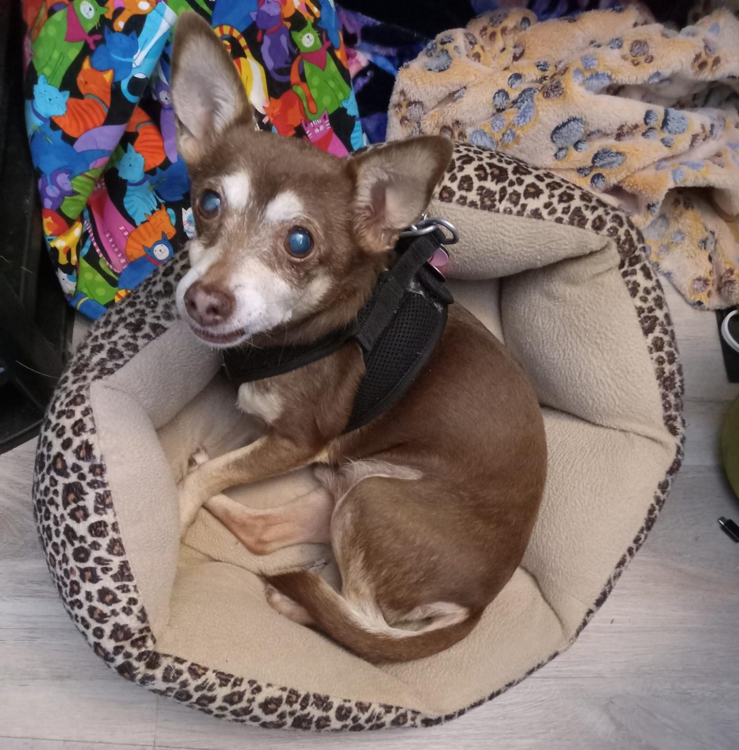 Cocoa Puff • Old Dog Haven