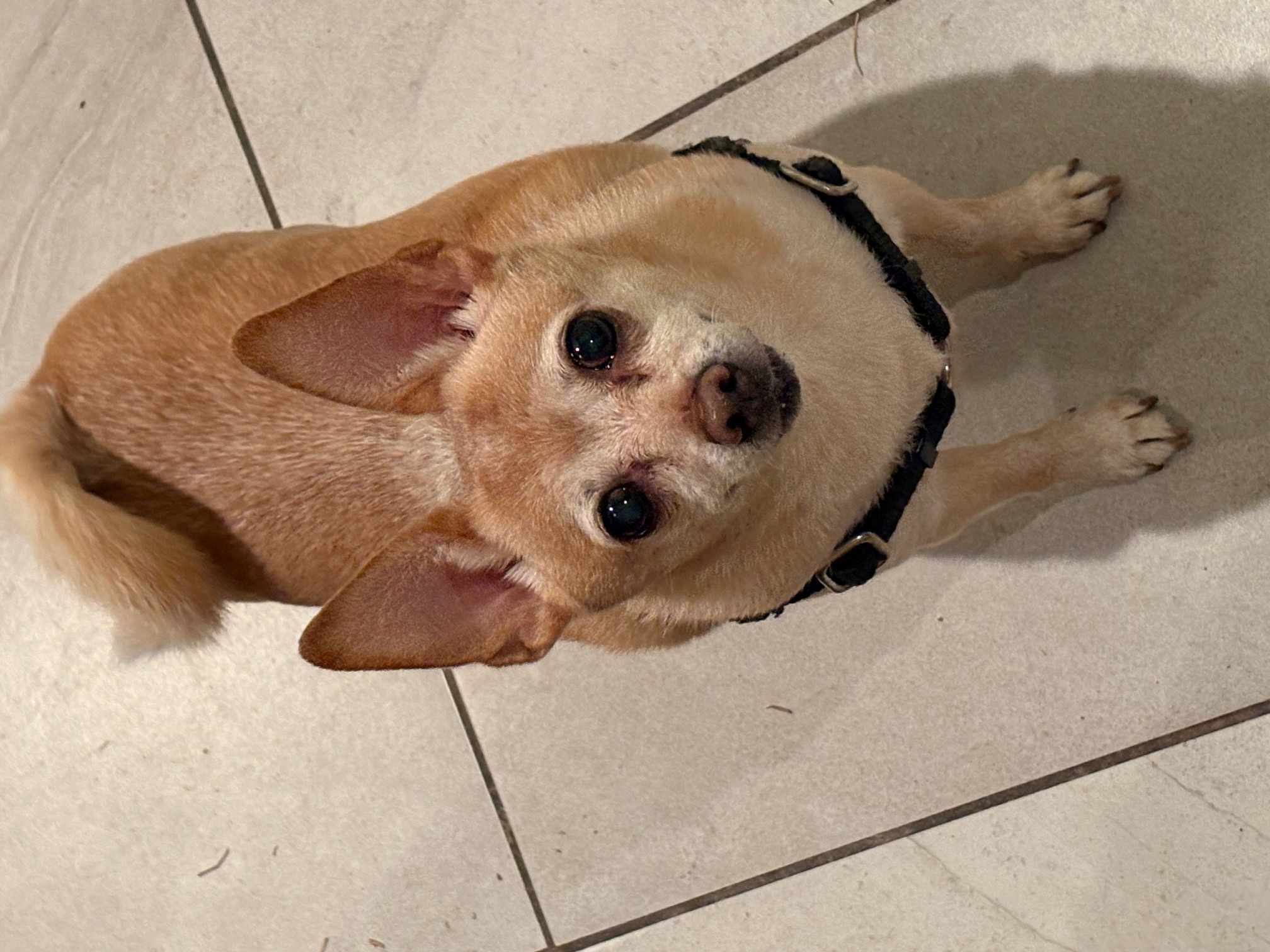 Dobby • Old Dog Haven