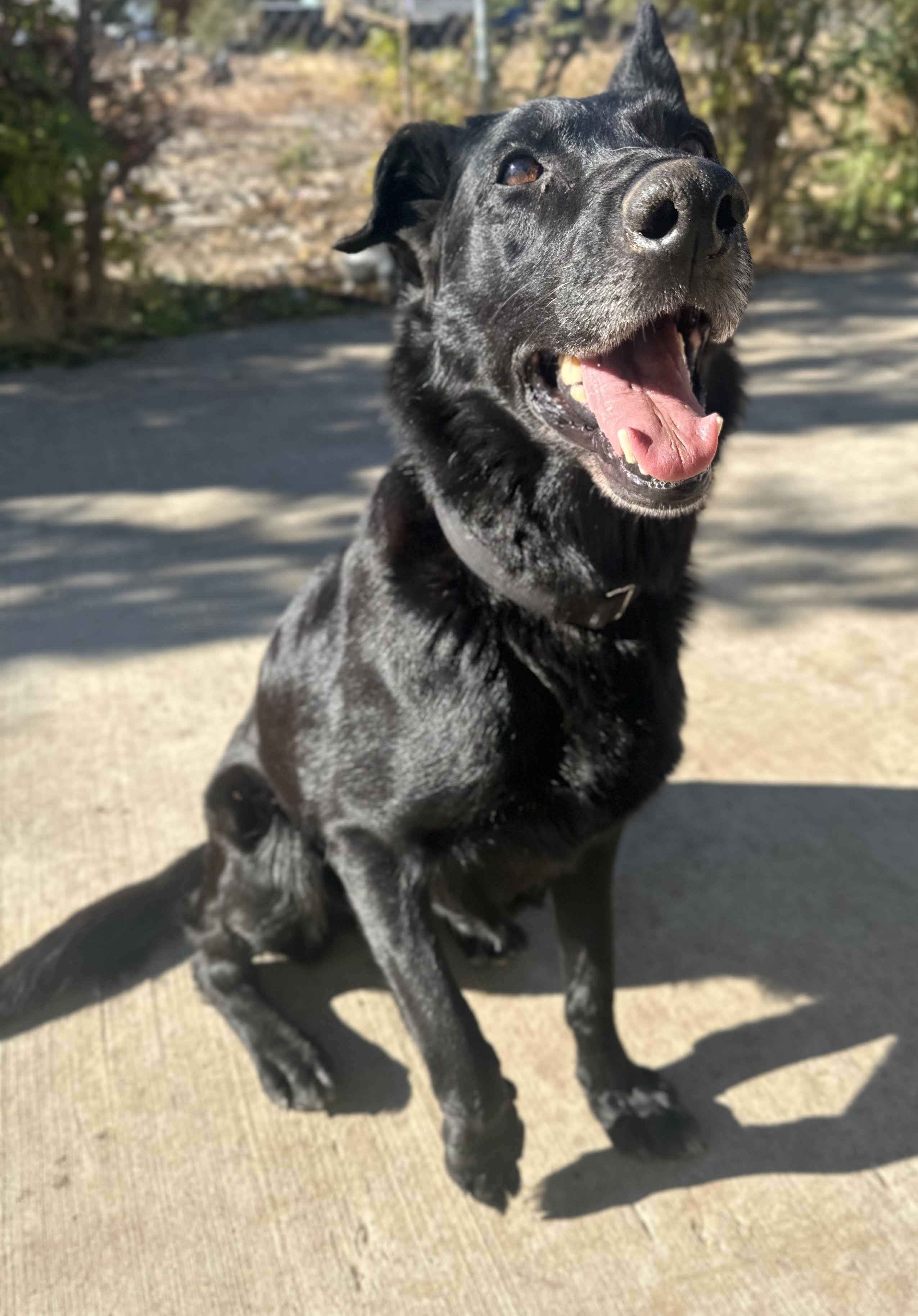 Frida • Old Dog Haven