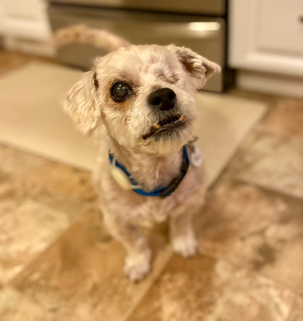 Gus • Old Dog Haven