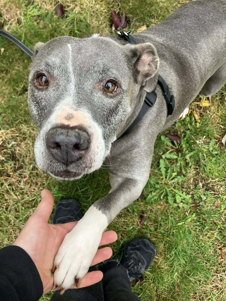 Lola • Old Dog Haven