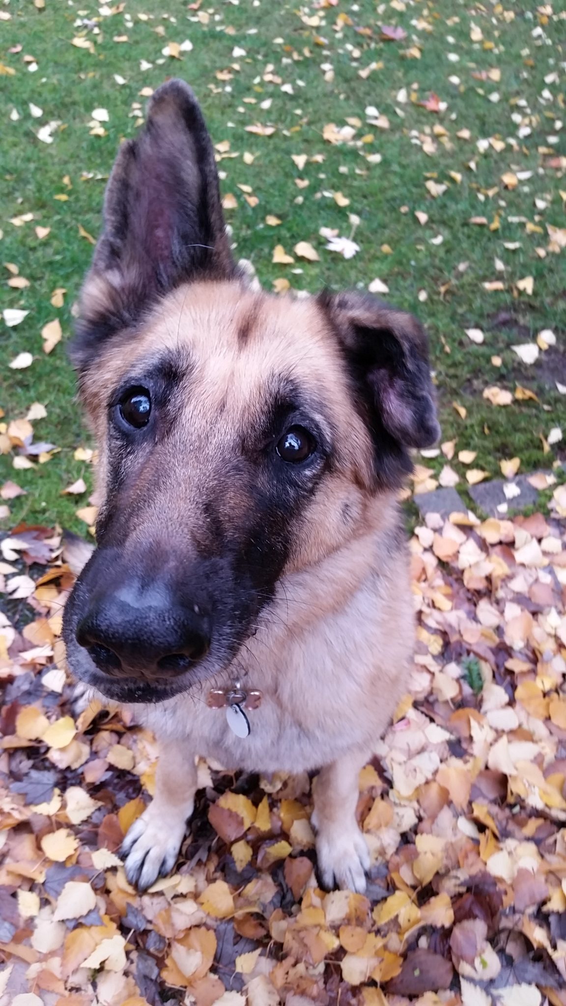 Marsha • Old Dog Haven
