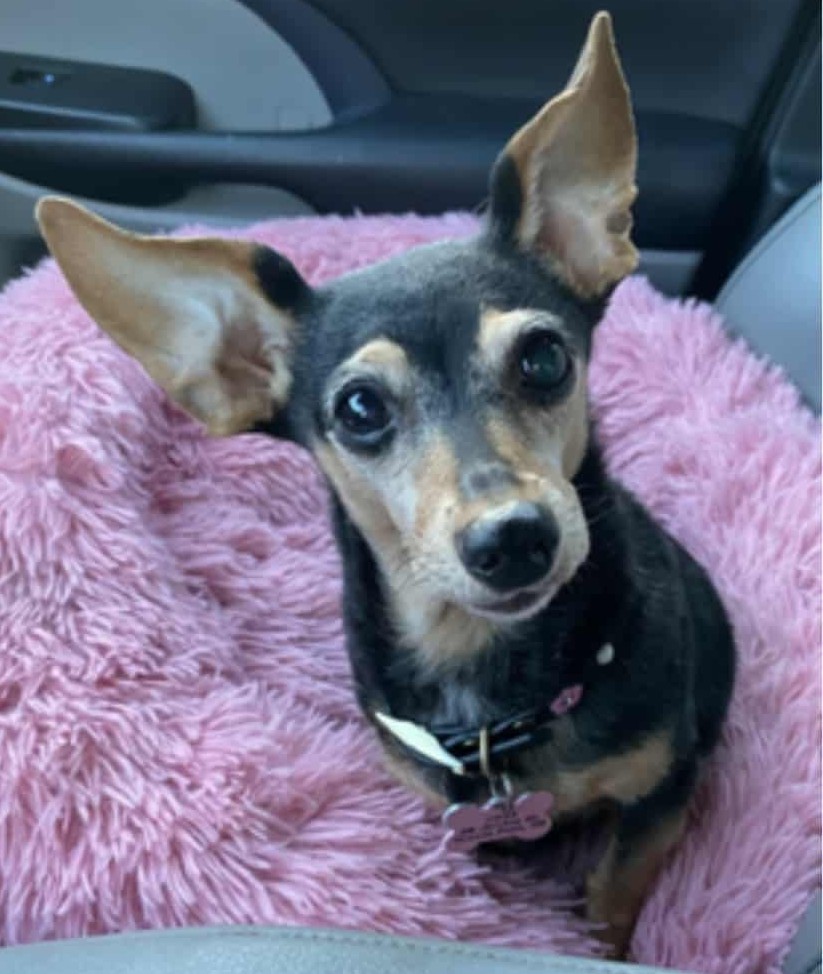 Momo • Old Dog Haven