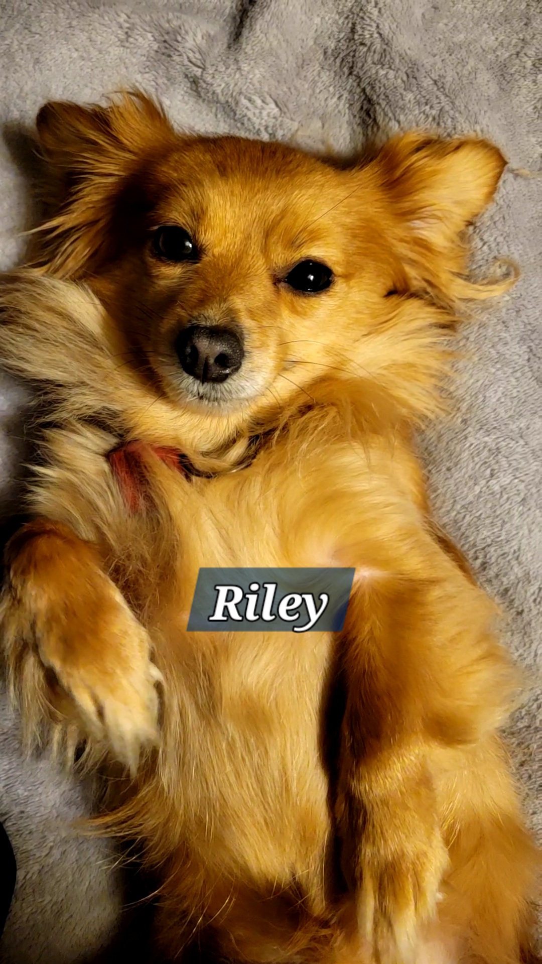 Riley • Old Dog Haven