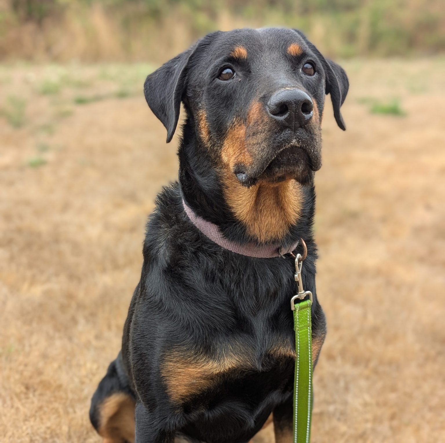 Scotty • Old Dog Haven