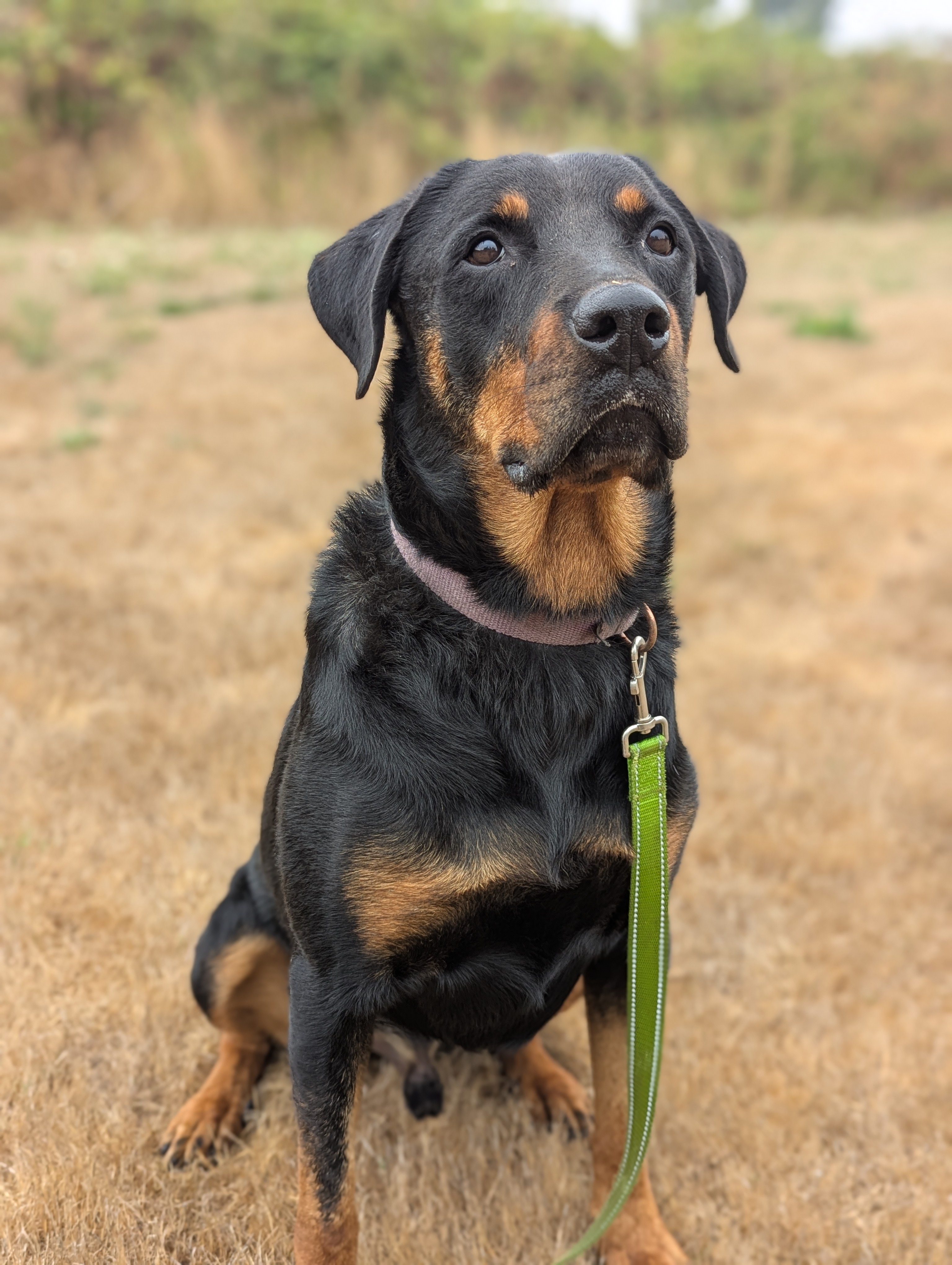 Scotty • Old Dog Haven