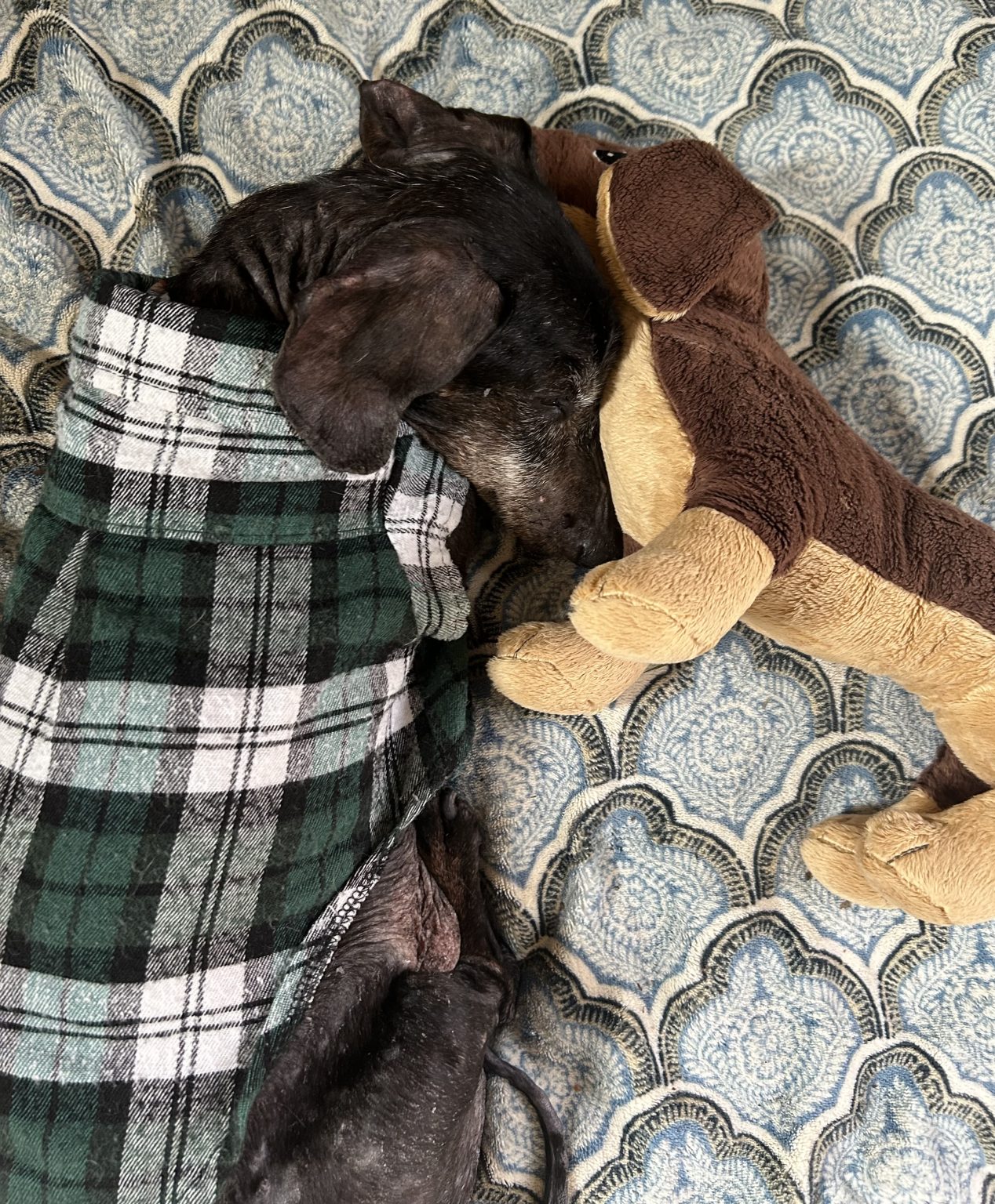 Willie • Old Dog Haven