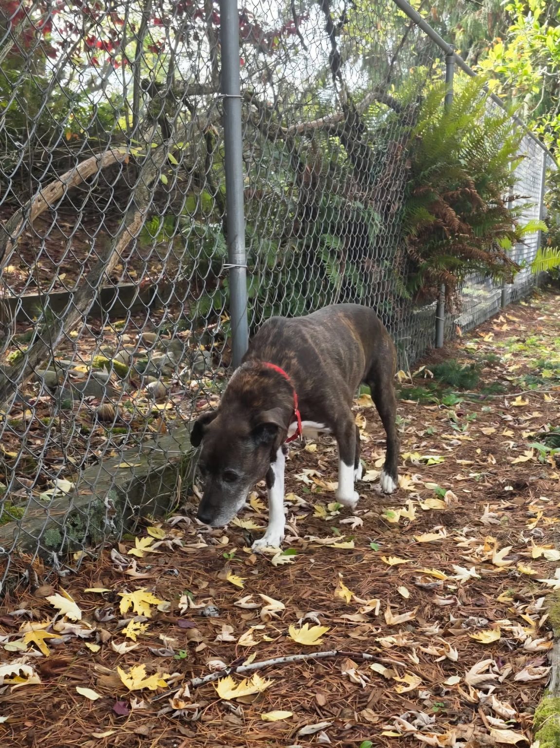 Athena • Old Dog Haven
