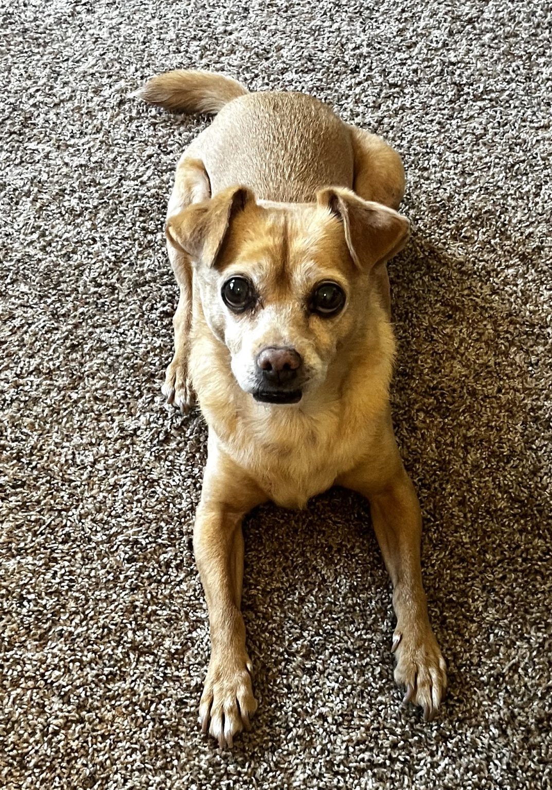 Edward • Old Dog Haven