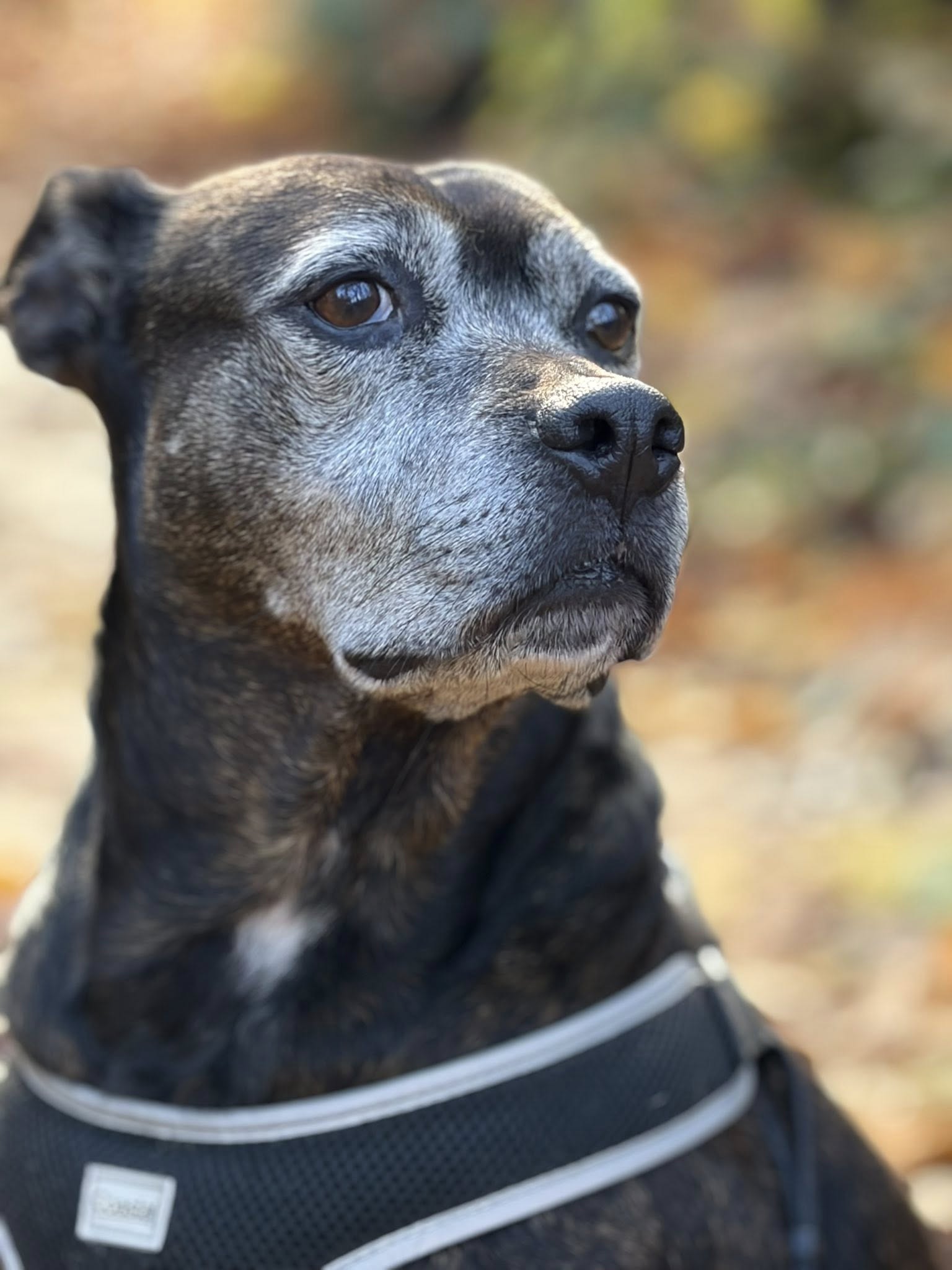 Fletcher • Old Dog Haven