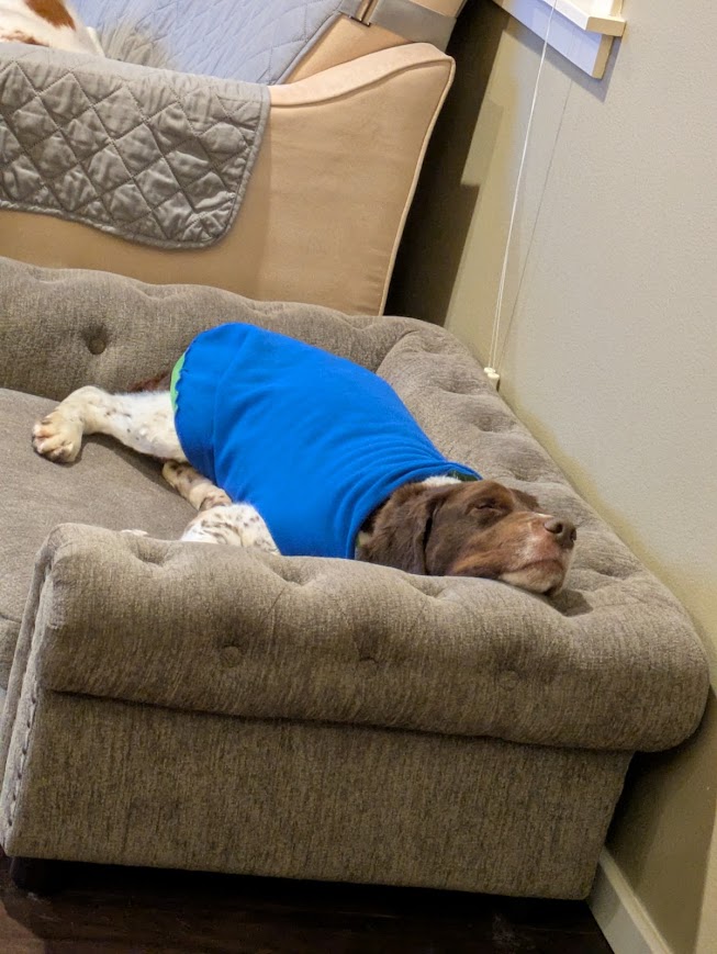 Hank • Old Dog Haven