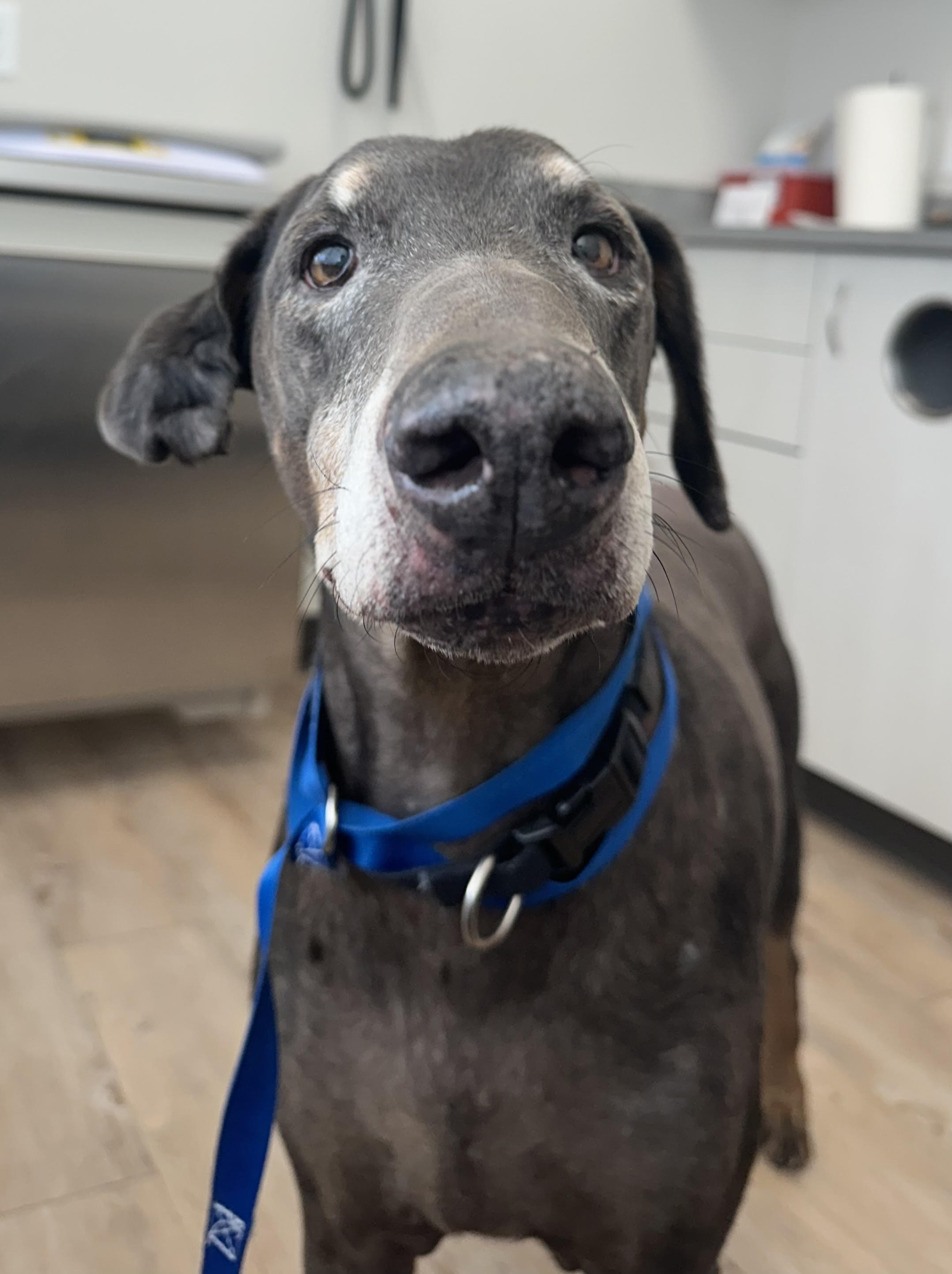 Indy • Old Dog Haven