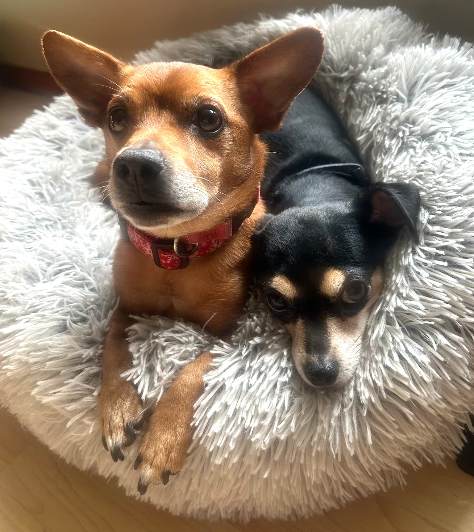Jackson and Roxanne • Old Dog Haven