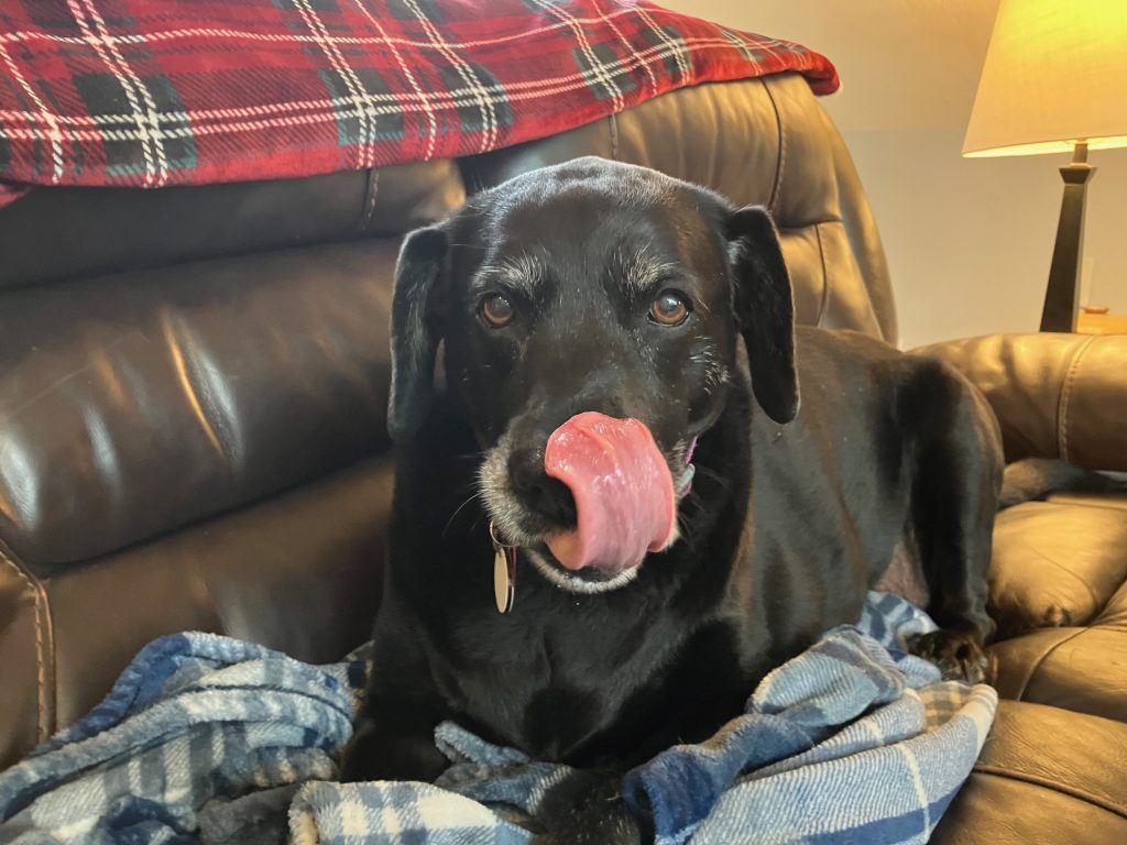 Kalli – Black Lab • Old Dog Haven