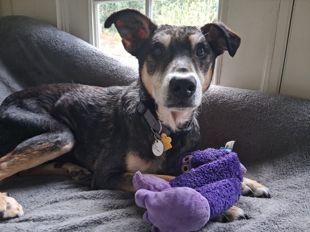 Lenny • Old Dog Haven