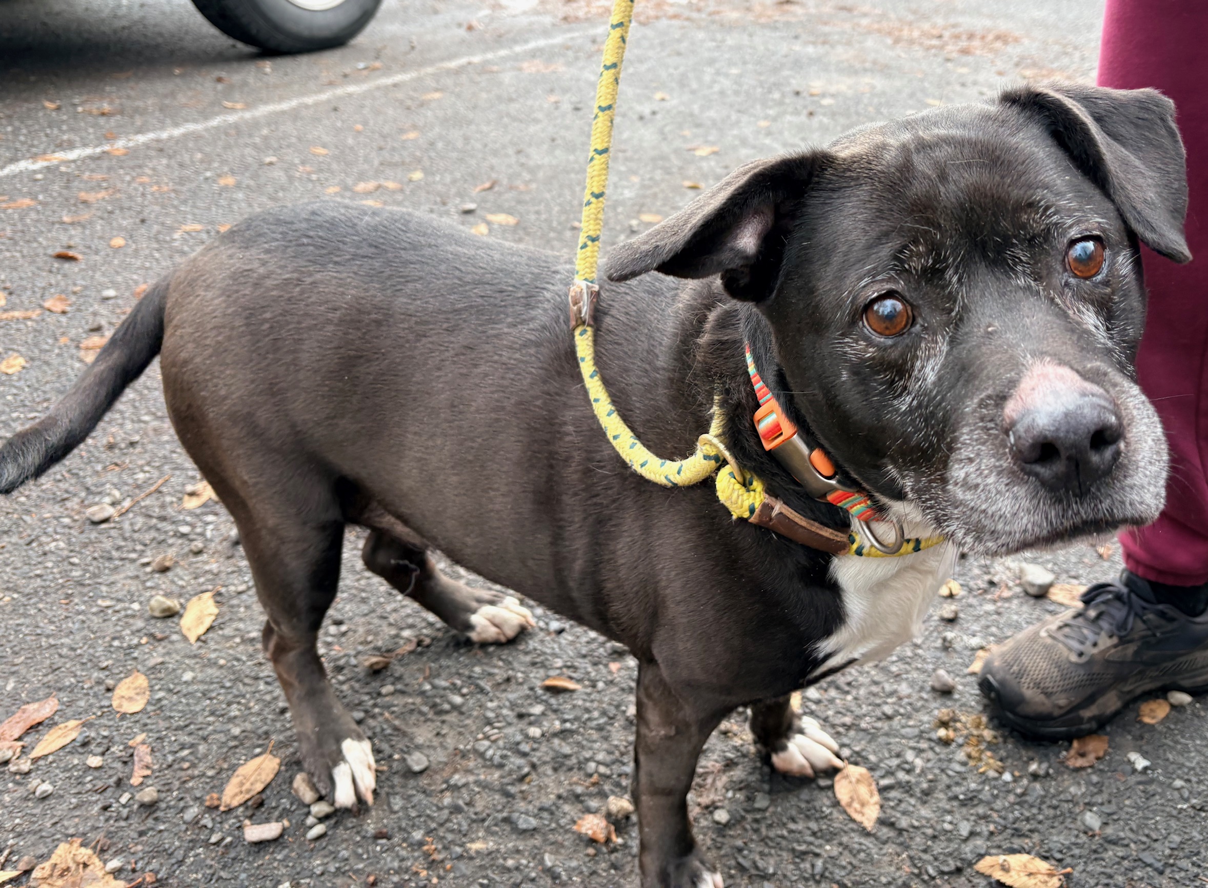 Molly • Old Dog Haven