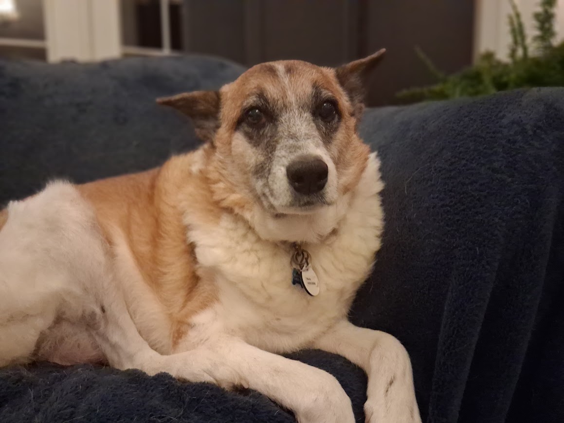 Nutty • Old Dog Haven
