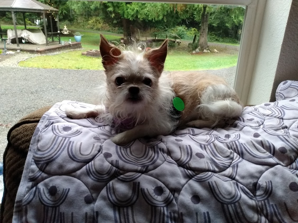 Petunia • Old Dog Haven